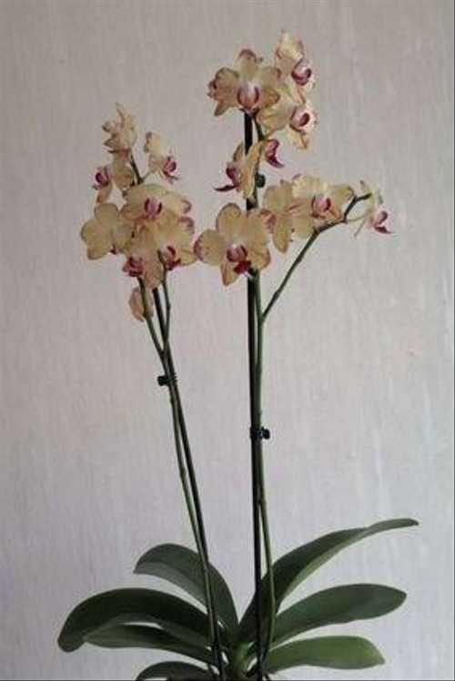 Орхидея Попугай