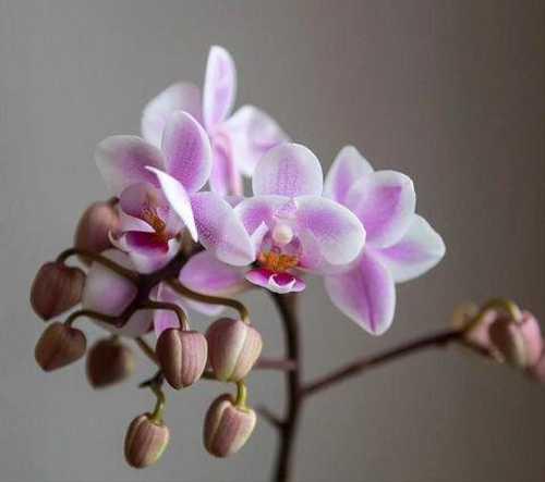 Орхидея Фаленопсис Пинк Дрим Pink Dream