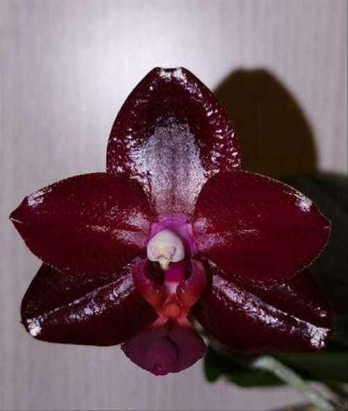 Орхидея фаленопсис Phal. Mituo king