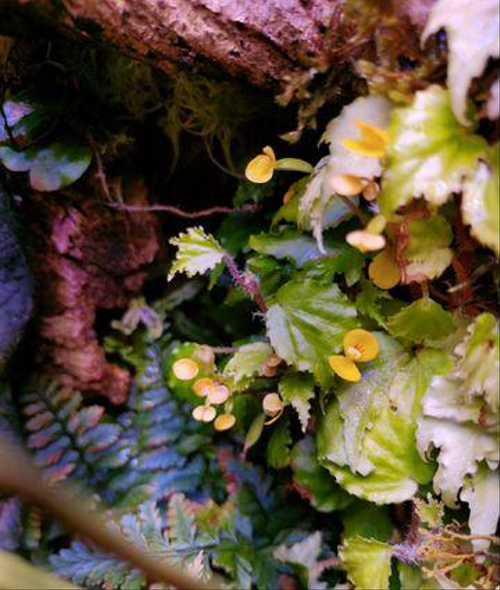 Бегония prismatocarpa