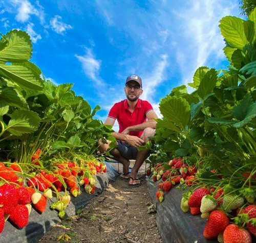 Рассада клубники