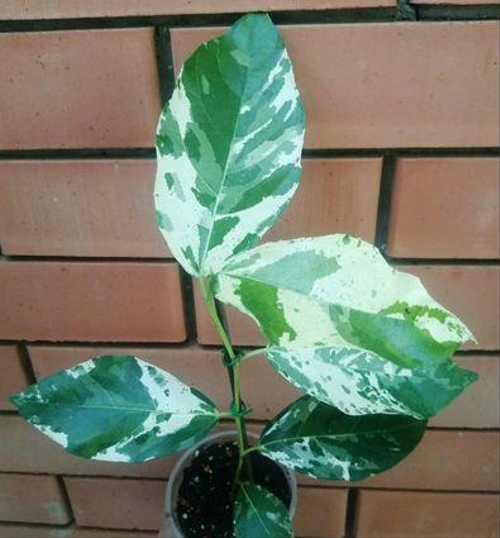 Ficus erecta variegata