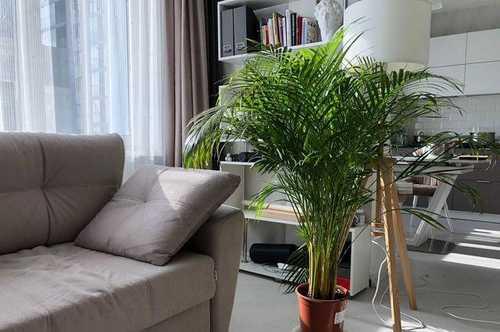 Пальма дипсис желтовый из IKEA (dypsis)