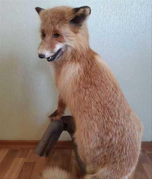 Чучело лисы