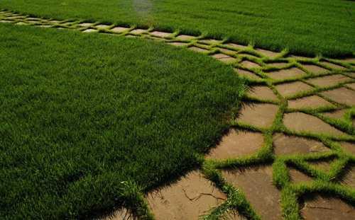 Семена газона. Монокультуры | Festima.Ru - Мониторинг объявлений