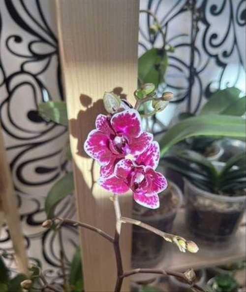Орхидея Younghome Summer