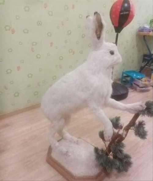 Чучело зайца
