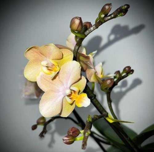 Орхидея парфюмерная фабрика фото и названия