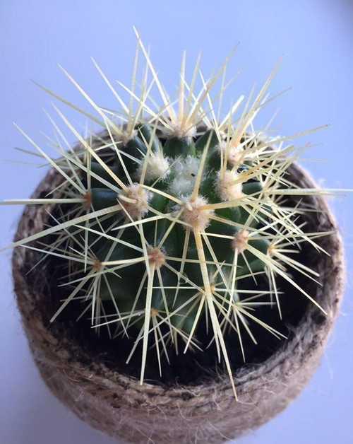 Cactus спб. Авито кактусы СПБ. Купить кактусы СПБ необычные.