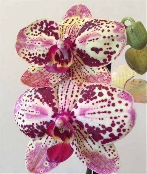 Орхидея фаленопсис Фронтера (Phal. Frontera)