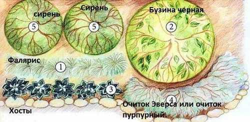 Клумба N 31, Цветник вокруг кустарника