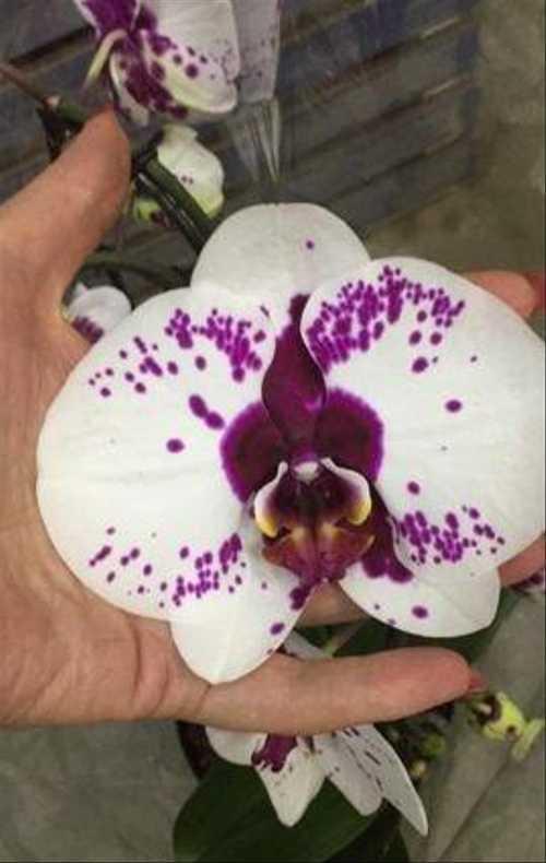 Орхидея фаленопсис iron MAN гигантский цветок