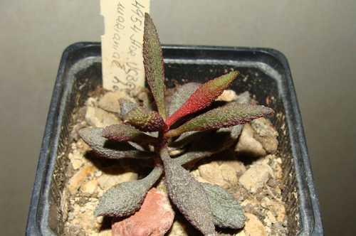 Adromischus (адромискус, адромисхус)