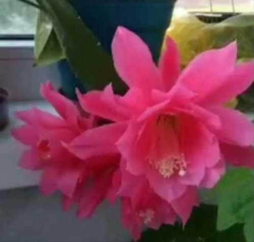 Эпифиллум,кактус | Festima.Ru - Мониторинг объявлений