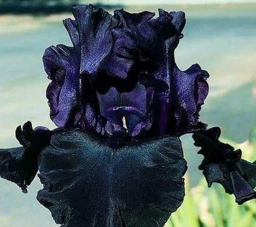 Ирис Black Dragon (Блэк Дрэгон)