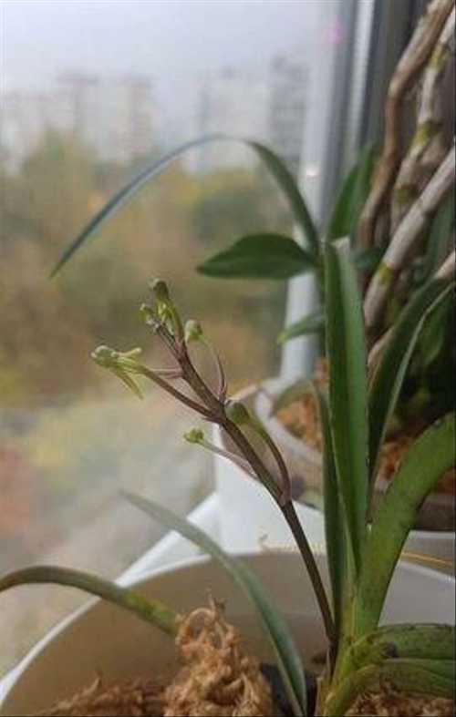 Орхидея мини ванда (аналог неофинетия) голубая