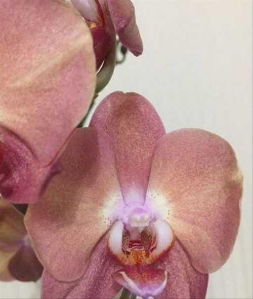 Орхидея фаленопсис а-ля Легато(Phal Cobrion)