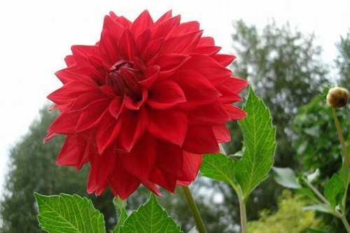 Георгины по 5-6 кустов