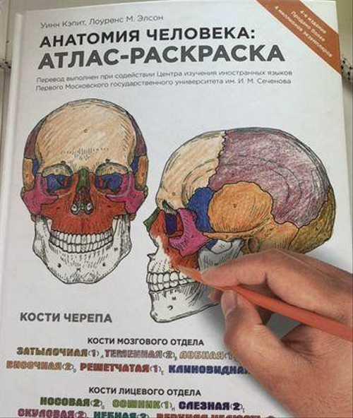 Книга-расскраска анатомия