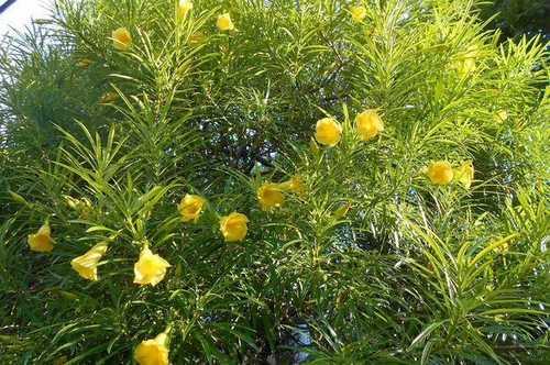 Фикус бенджамина, Желтый олеандр -взрослые деревья