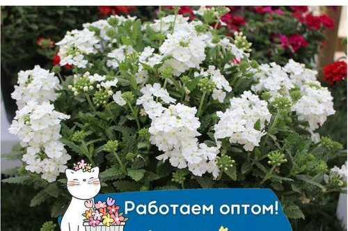 Рассада цветов опт