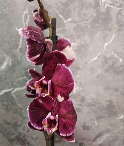 Орхидея фаленопсис каменная роза, asian san