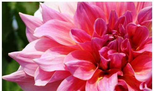 Продам клубни георгин