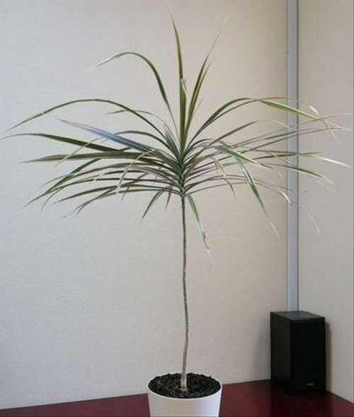 Драцена растение для офиса и дома