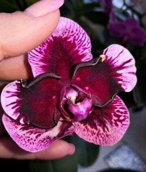 Орхидея Phal. Ever Spring King Ox Black
