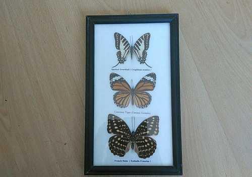 Декоративные бабочки в рамке