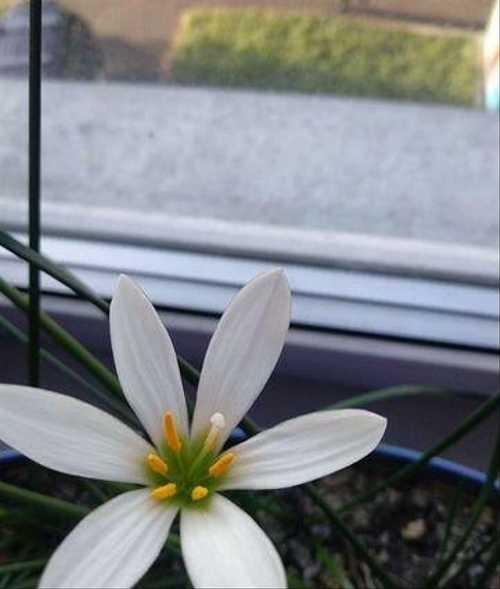 Цветок зефирантес (выскочка) белый