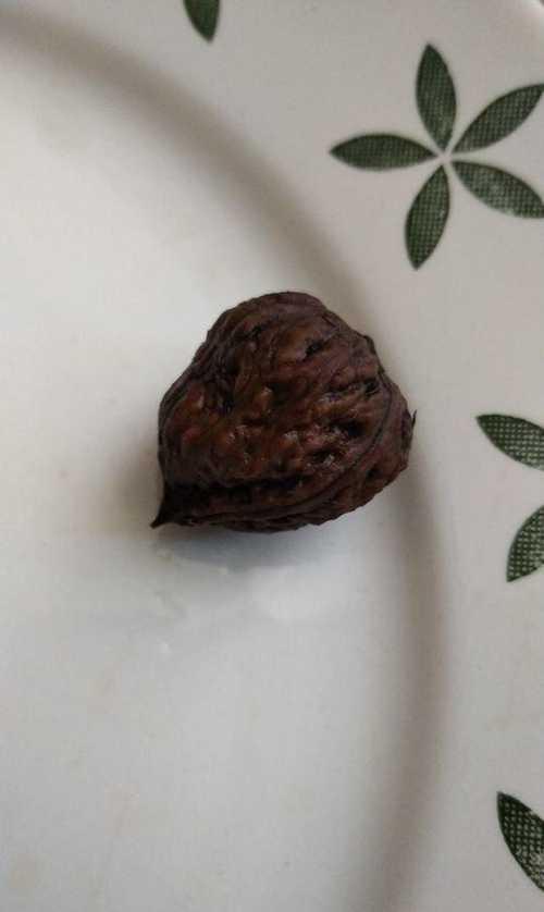 Маньчжурский орех (семена)