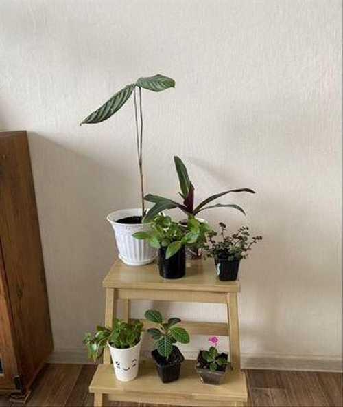 7 растений за 500