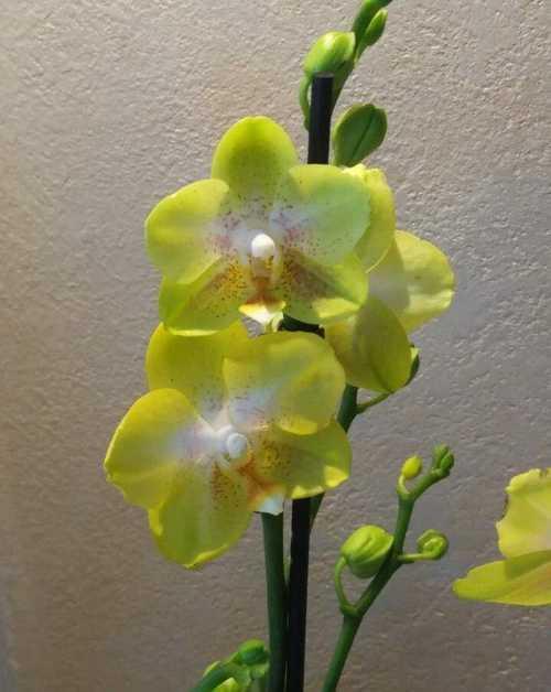 Сортовая орхидея Sogo Lemon Sunny