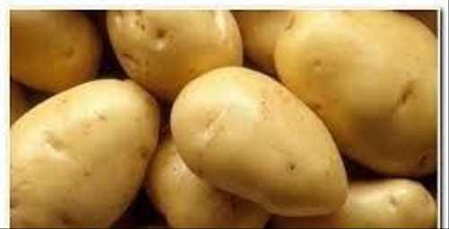 Янка - семенной картофель