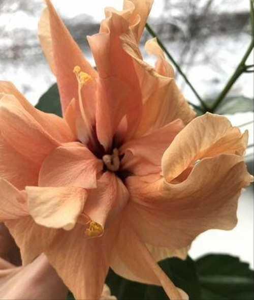 Гибискус персиковый Китайская Роза Домашние цветы