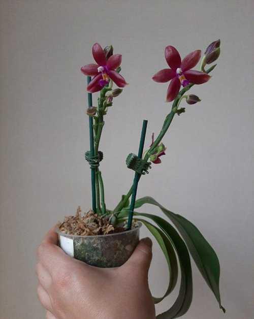 Цветущий Phal. Tetraspis*samera