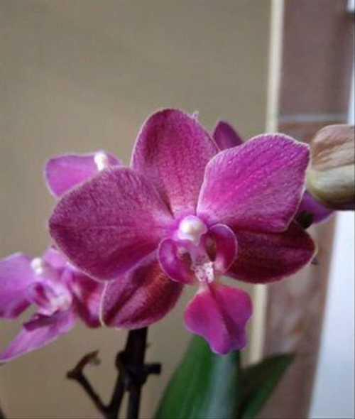 Орхидея фаленопсис мультифлора арома