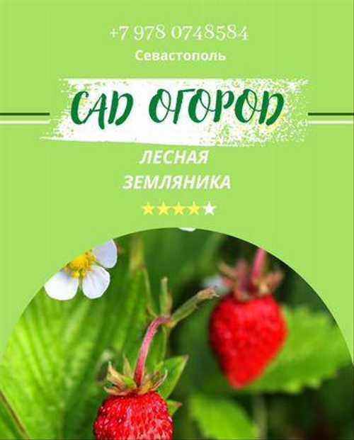 Лесная земляника (саженцы)