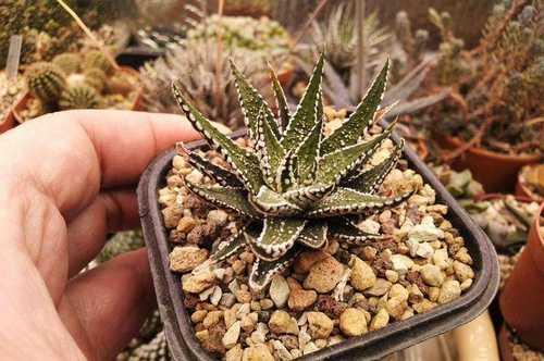 Haworthia fasciata var. alba