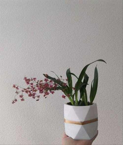 Орхидея Онцидиум твинкль красный
