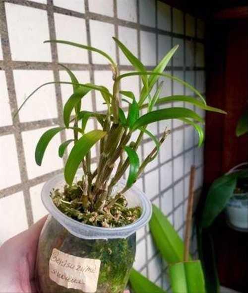Орхидея дендробиум монилиформе