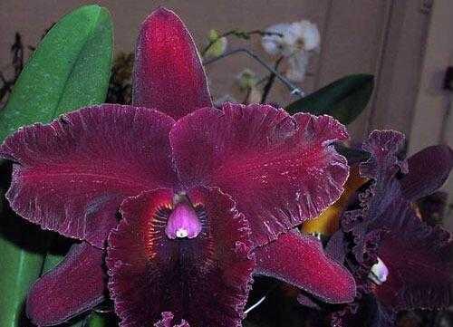 Каттлея орхидея фото цветов