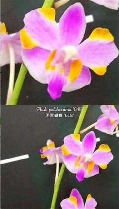 Орхидея пульчеримма пелор pulcherrima peloric