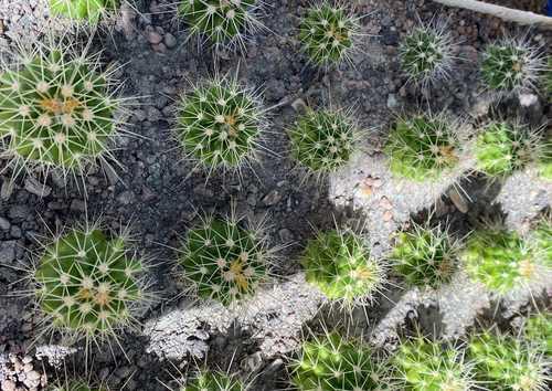 Эхинокактус грузонии Echinocactus grusonii