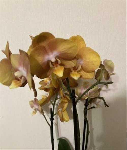 Орхидея Лас Вегас