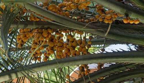 Семена пальма домашняя, бутия головчатая, Butia