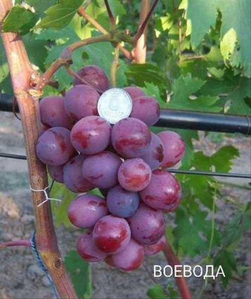 Виноград. Крупноплодные сорта