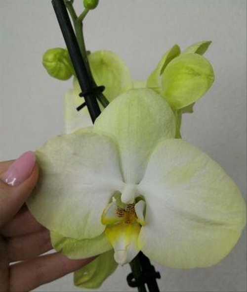 Орхидея фаленопсис Бело-жёлтая