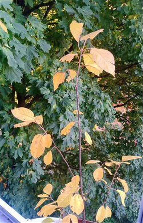 Черёмуха виргинская саженец